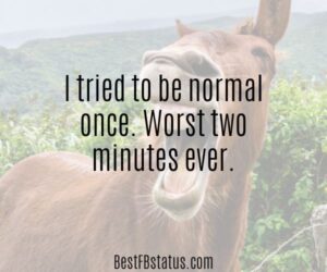 93 Funny Status for Facebook that Everyone Will Like (2024) – Best FB ...